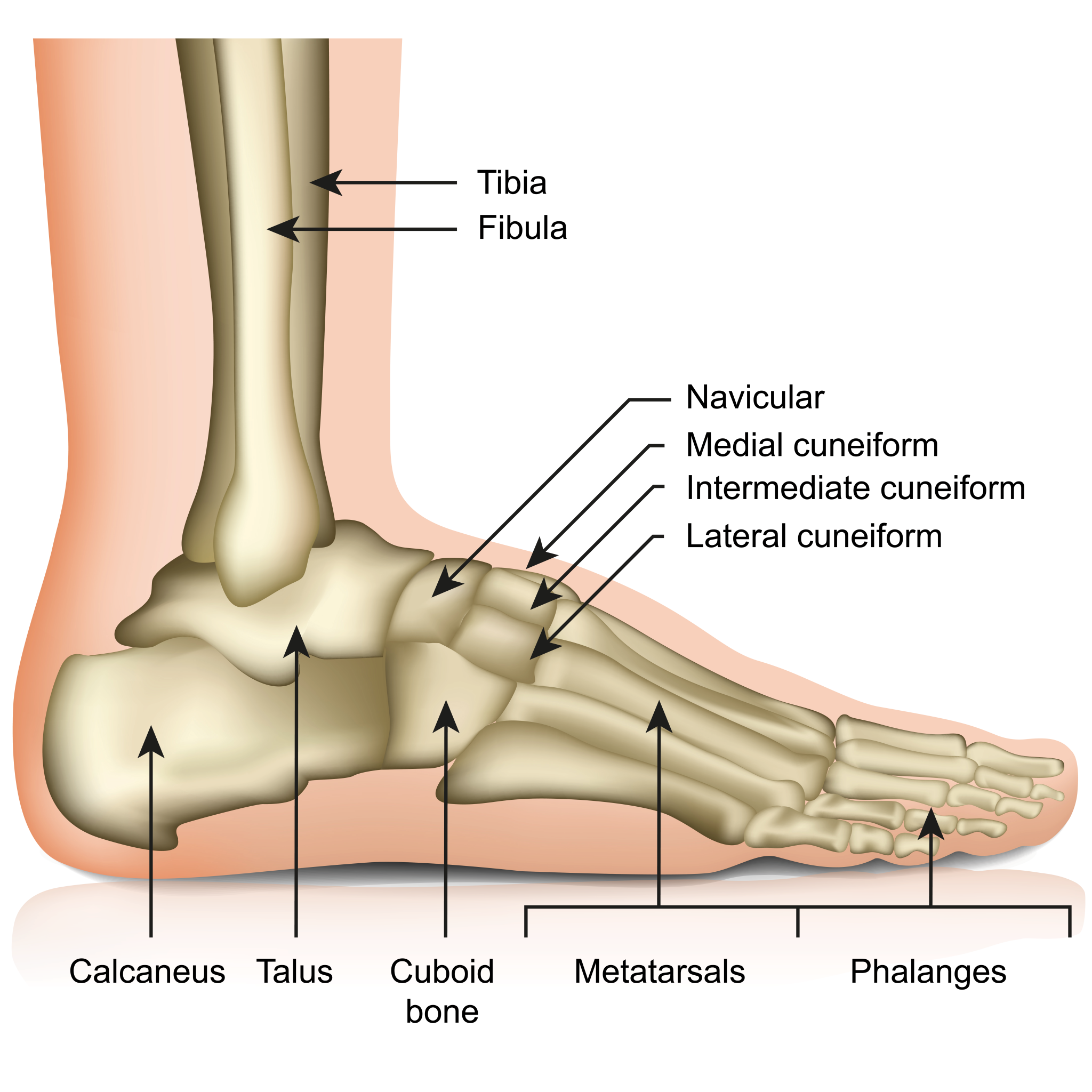 Foot & Ankle | Cove Orthopaedic Clinic