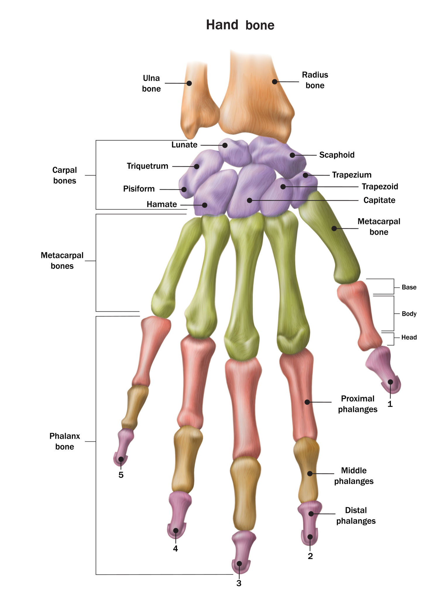 Hand & Wrist | Cove Orthopaedic Clinic