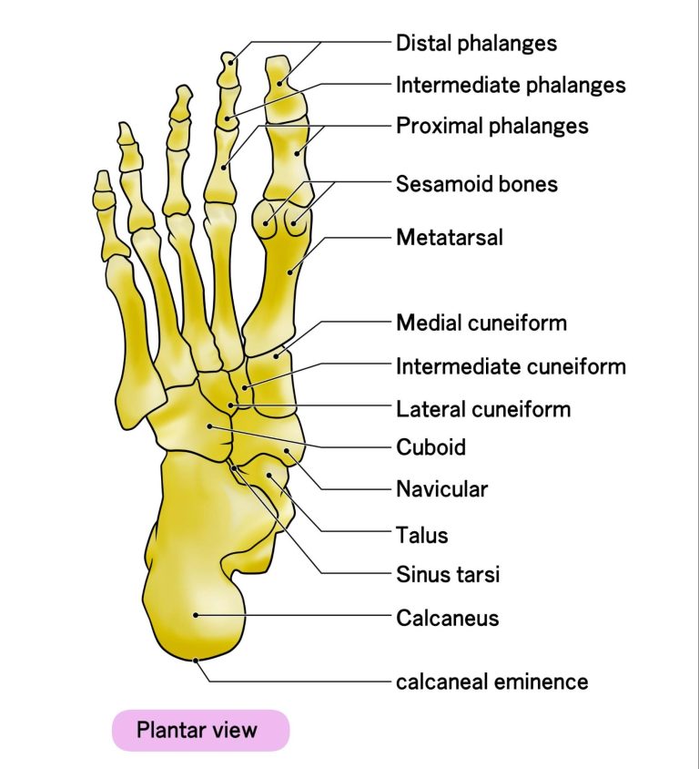 Sinus Tarsi Syndrome | Cove Orthopaedic Clinic