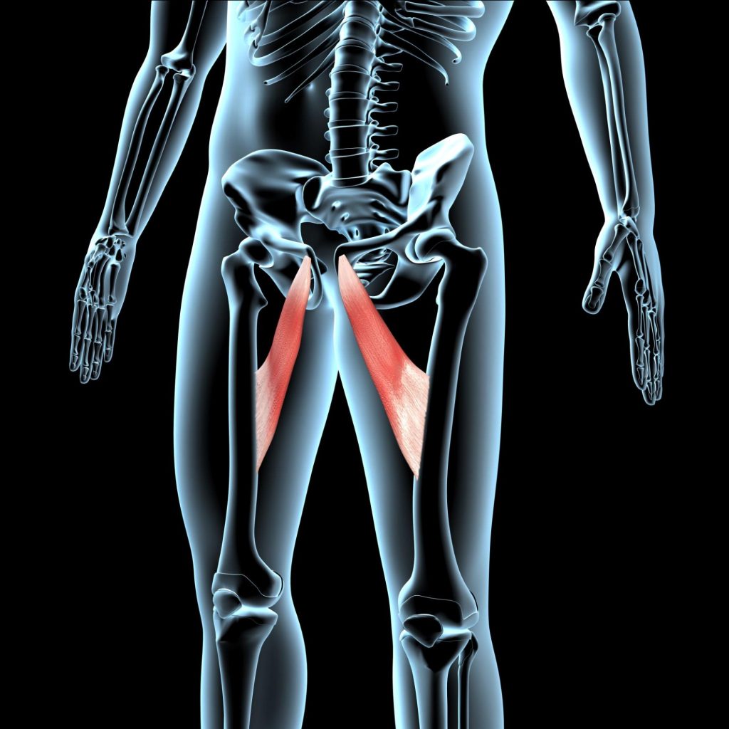 Adductor Tendinopathy | Cove Orthopaedic Clinic